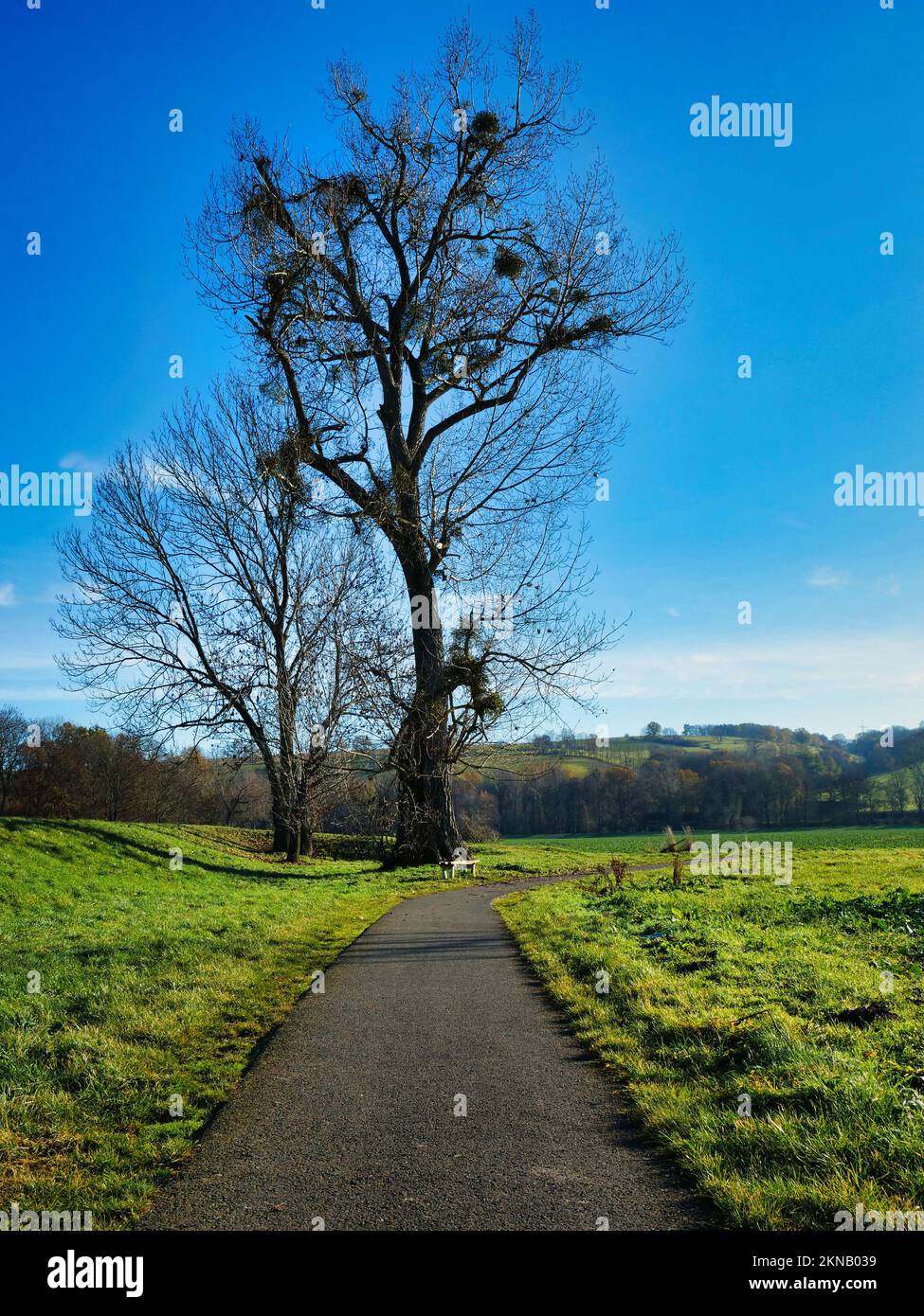 A tree with a bench along the bike path Stock Photo - Alamy