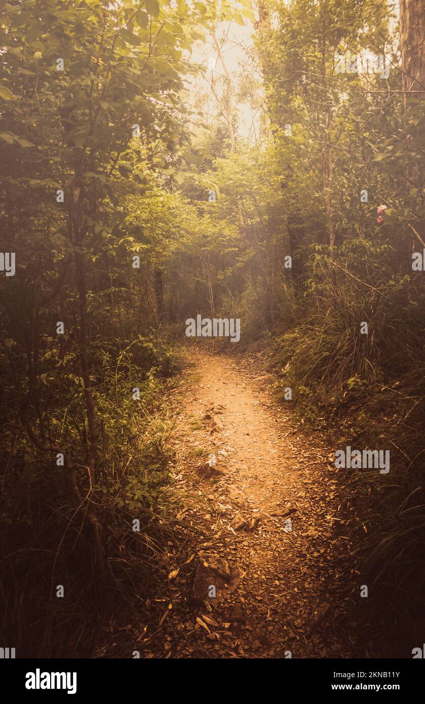 Enigmatic forest path leading through misty sunlit haze of trailing ...