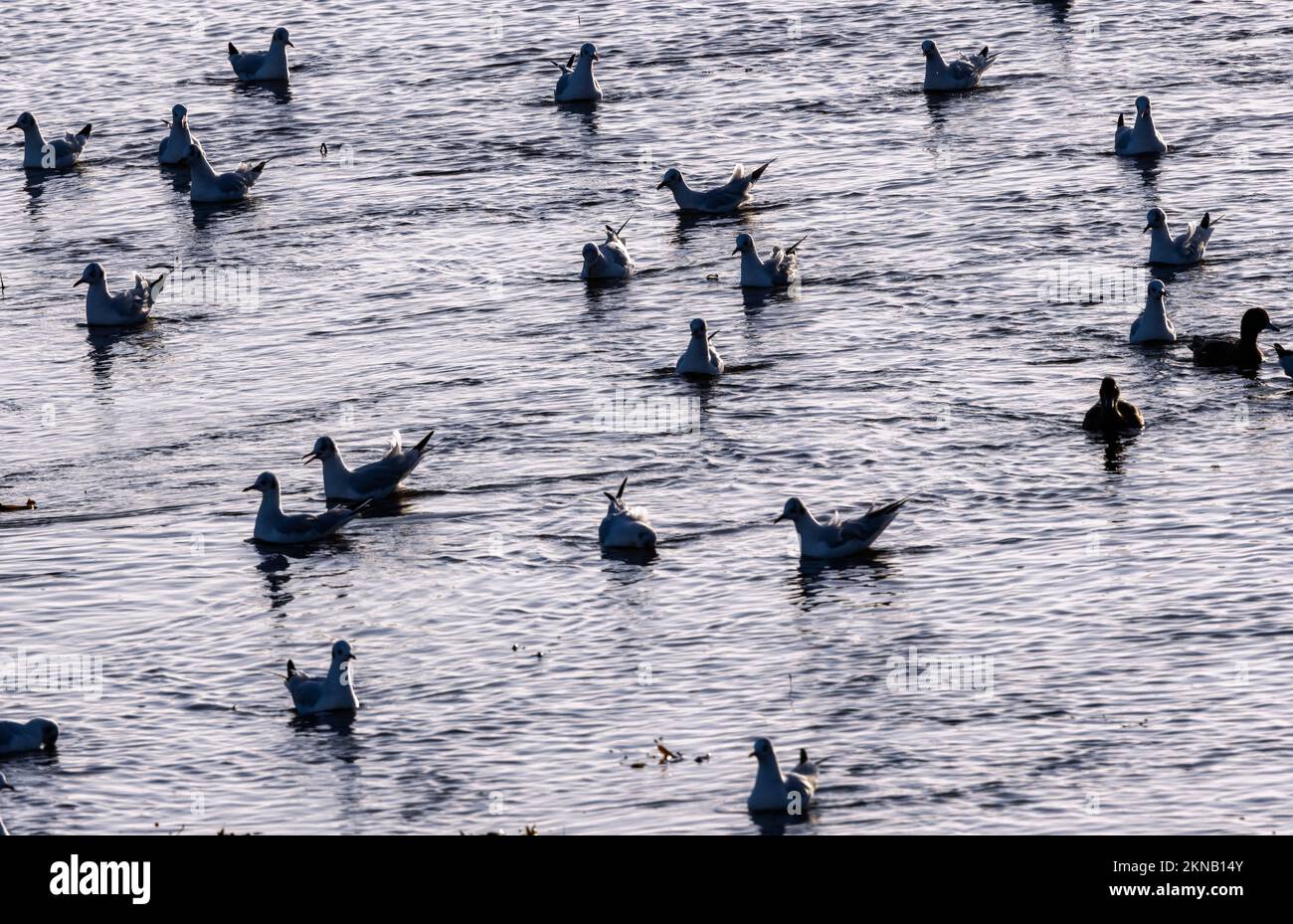 Part of a large flock of Black-headed Gulls gather to feed just off the ...