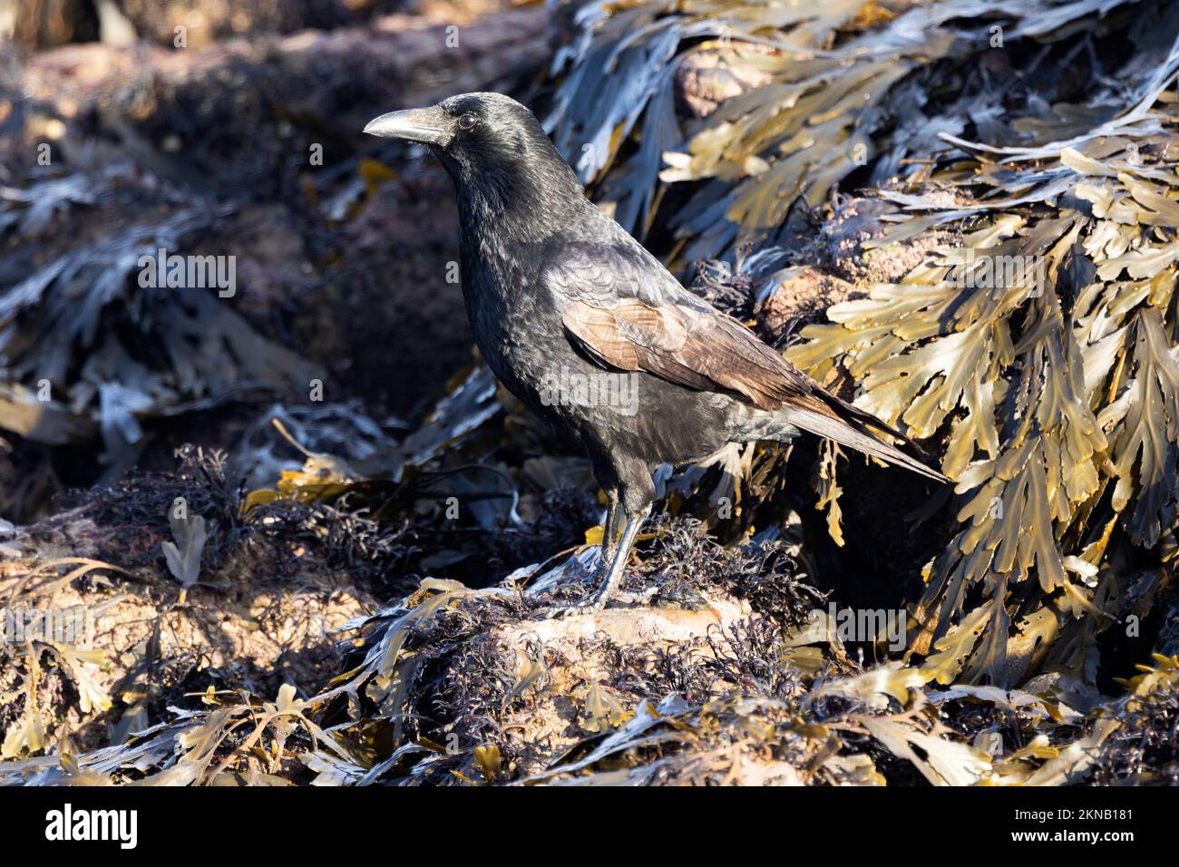 The Carrion Crow joins flocks of waders and shorebirds to search ...