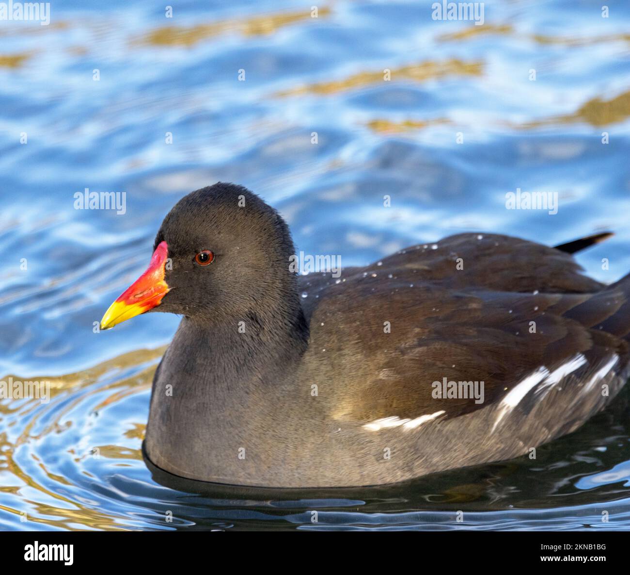 The Moorhen is a common bird of British waterways. They may look a drab ...