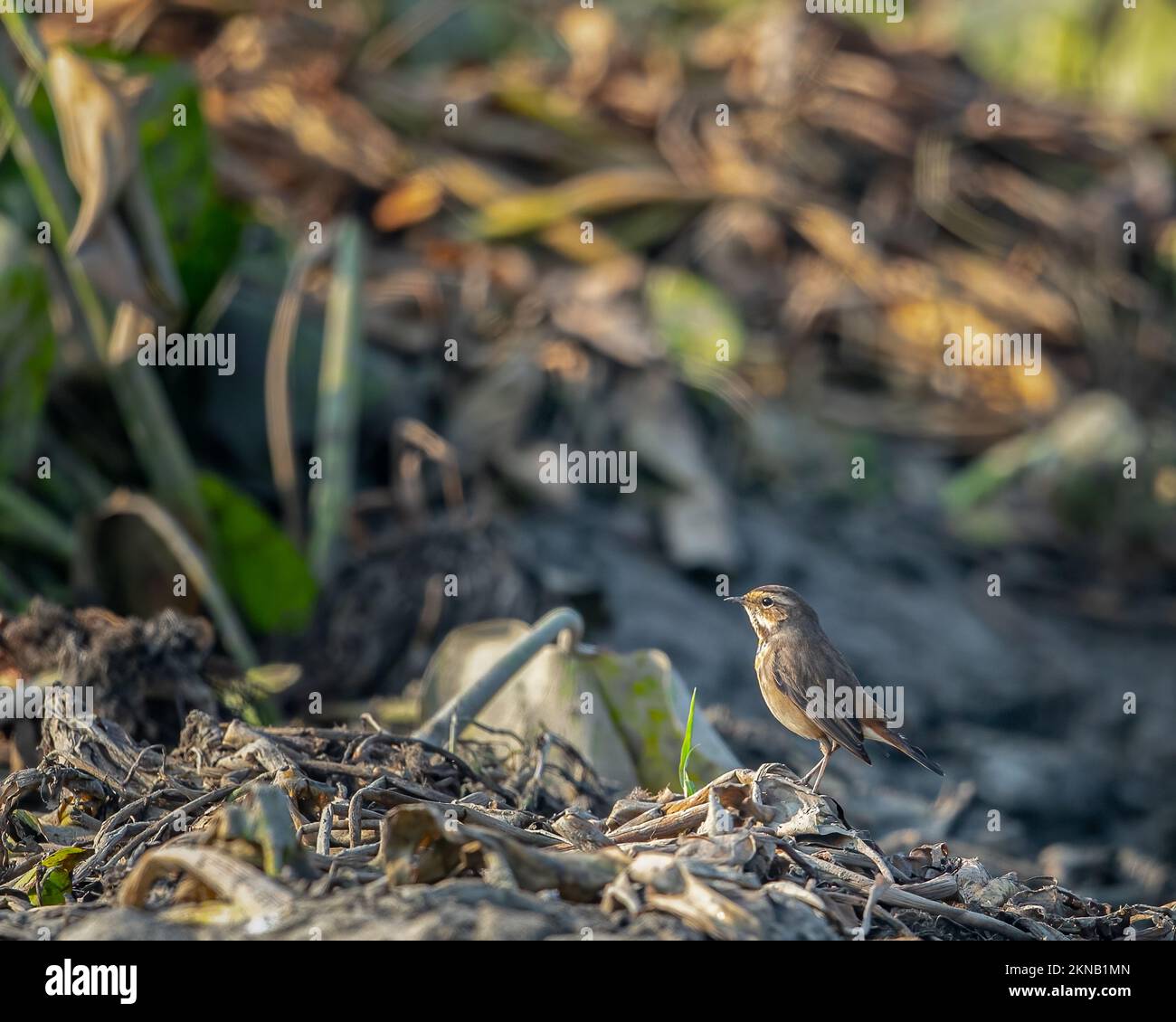 Nightingale sitting on beautiful hi-res stock photography and images ...