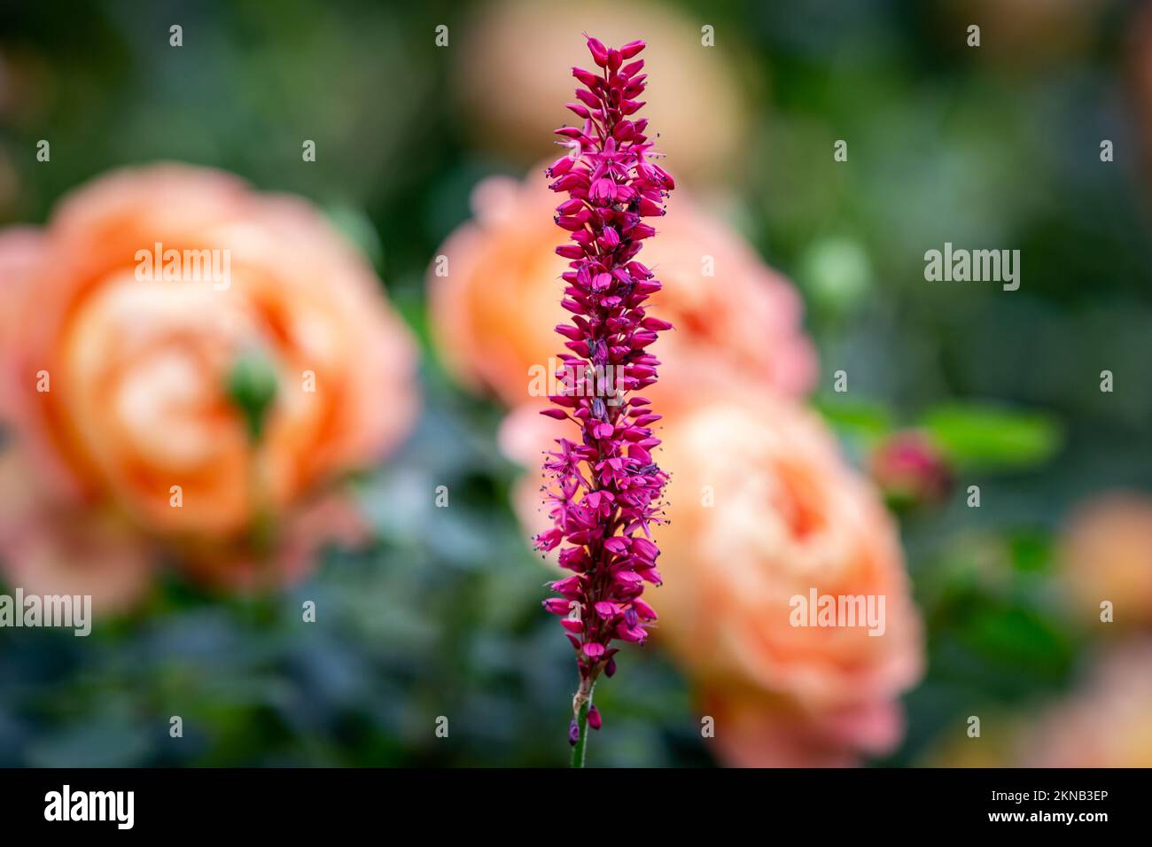 A red bistort flower in a Sussex garden with peach roses in the ...