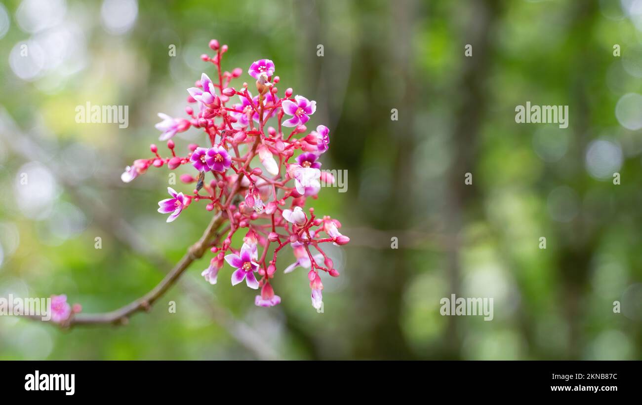 Pink carambola flower or star fruit Stock Photo - Alamy