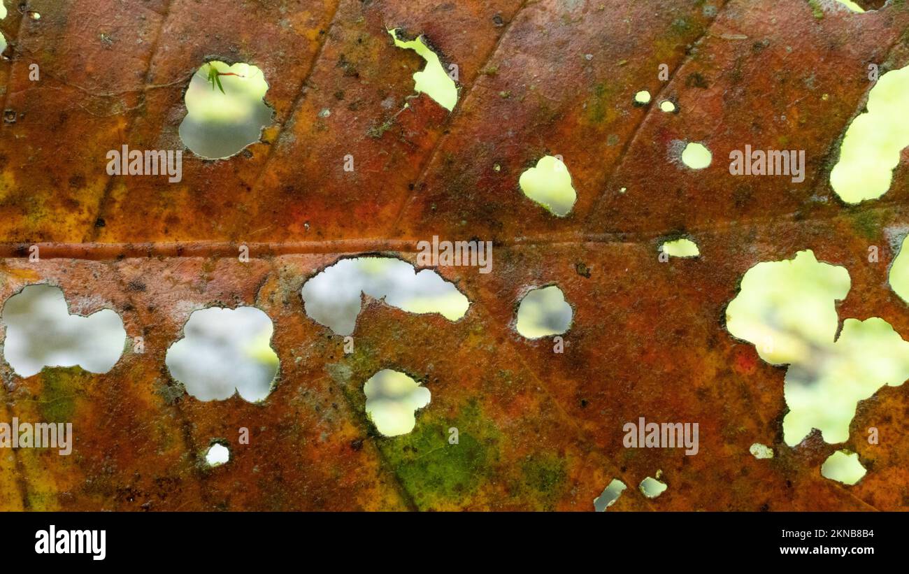 Autumn leaf, dry, decaying Stock Photo - Alamy