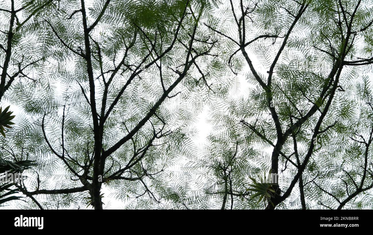 Top of a tree, with its branches and leaves, seen from the bottom up ...