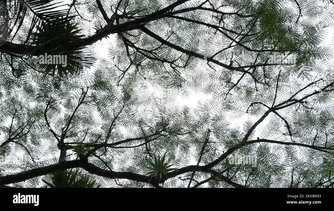 Top of a tree, with its branches and leaves, seen from the bottom up ...