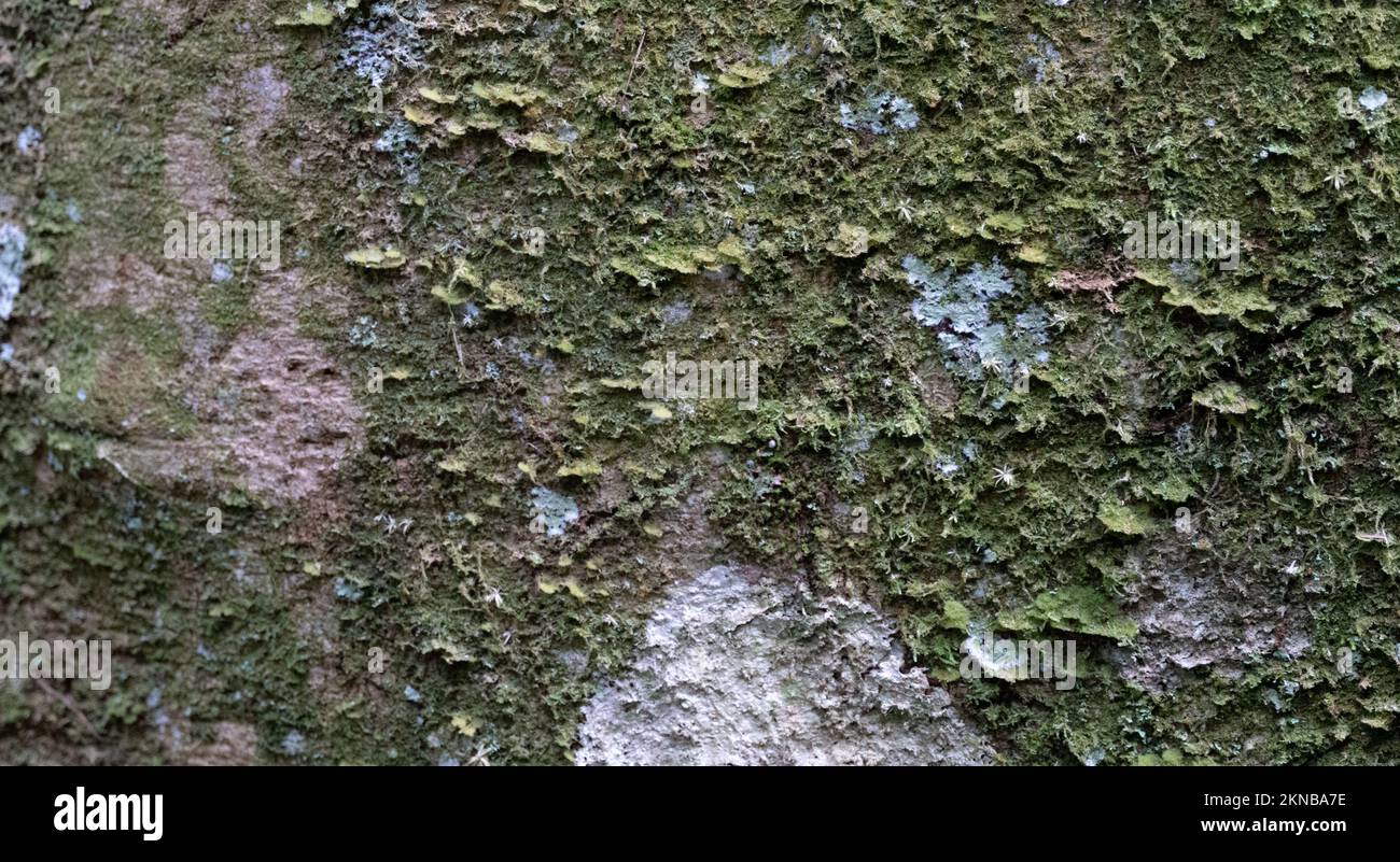 mosses on a tree trunk Stock Photo - Alamy