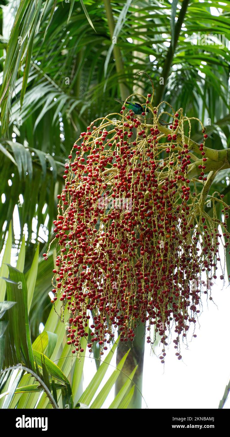 Bunch of royal palm fruits Stock Photo - Alamy