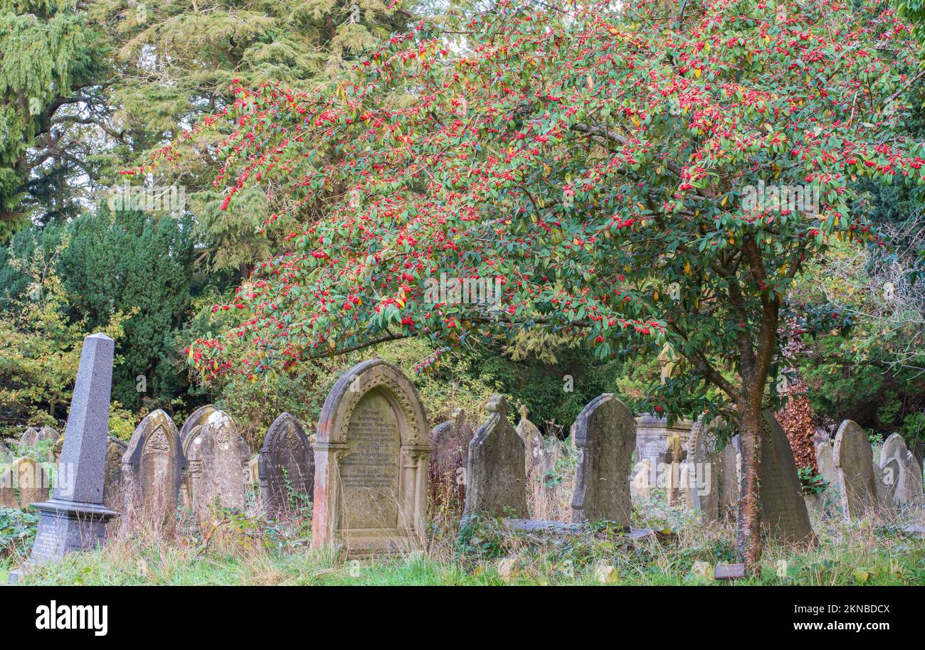 Autumn in Southampton Old cemetery, Southampton, Hampshire, UK Stock ...