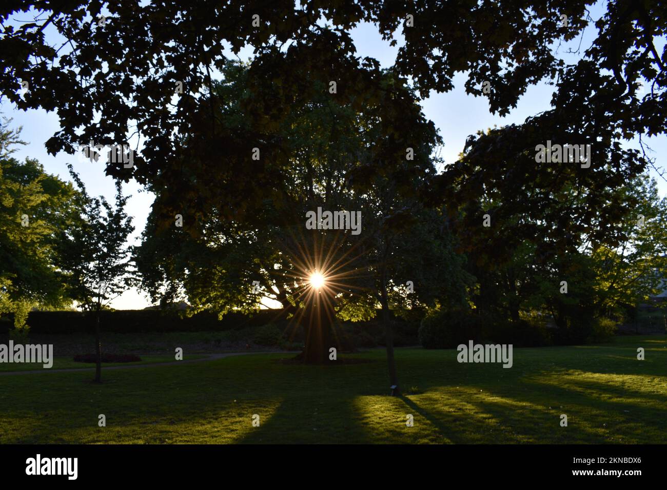 Walks in nature, enjoying a golden hour and summertime. Loving nature ...