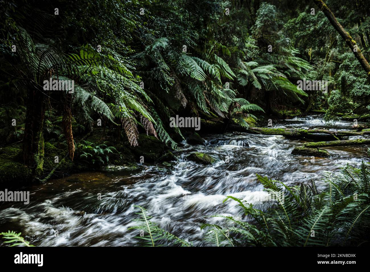 Landscape art on a wild river flowing from a dense temperate rainforest ...