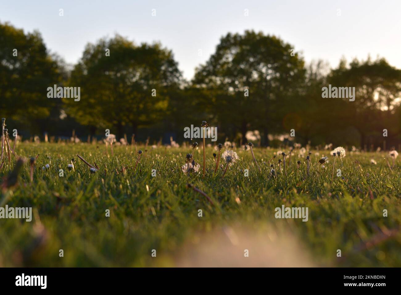Walks in nature, enjoying a golden hour and summertime. Loving nature ...