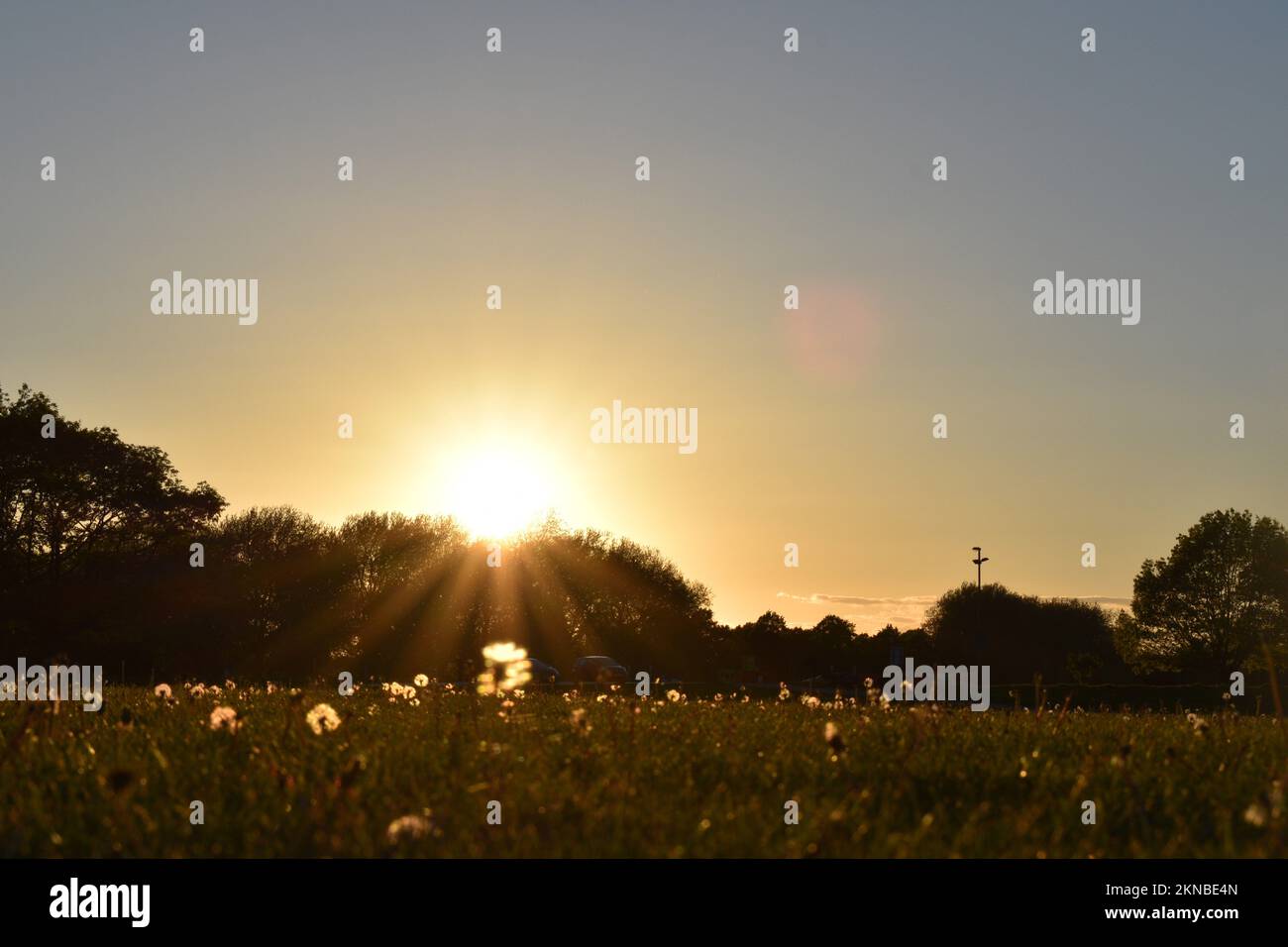 Walks in nature, enjoying a golden hour and summertime. Loving nature ...
