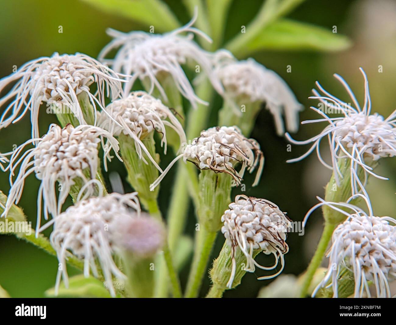 A closeup of Chromolaena odorata tropical flowering shrubs Stock Photo ...