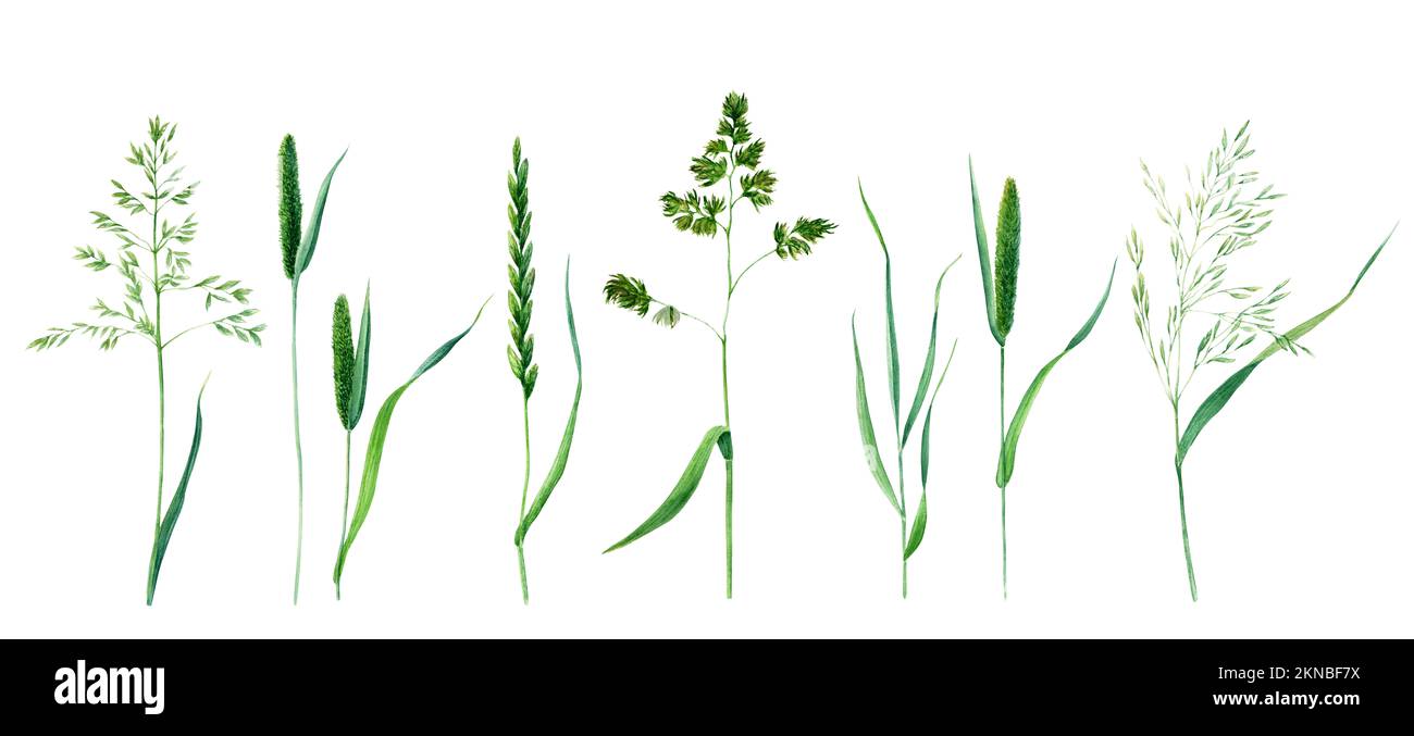 Meadow grass collection watercolor illustration isolated on white ...