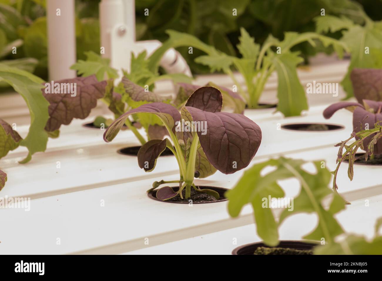 Hydroponic growing room producing a range of vegetables, in an area the ...
