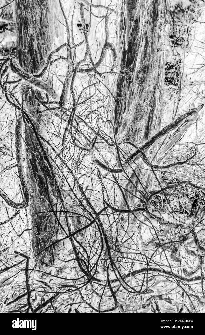 Tangled branches in black and white hi-res stock photography and images ...