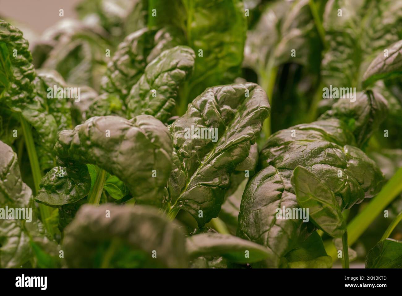 Hydroponic growing room producing a range of vegetables, in an area the ...
