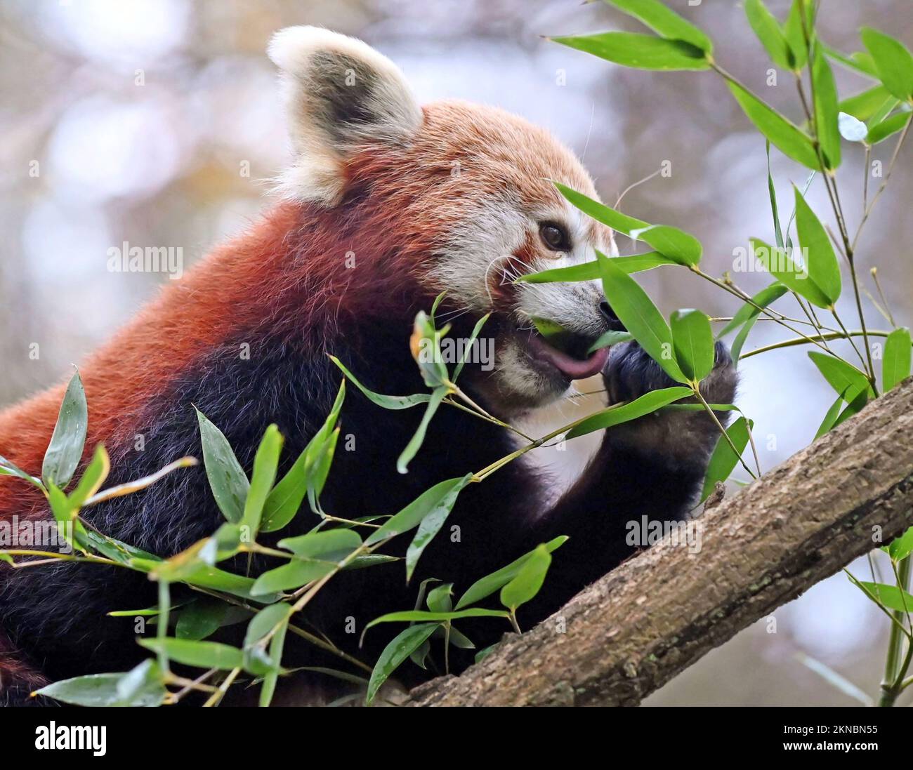 Karlsruhe, Germany. 25th Nov, 2022. A red panda eats bamboo in its ...