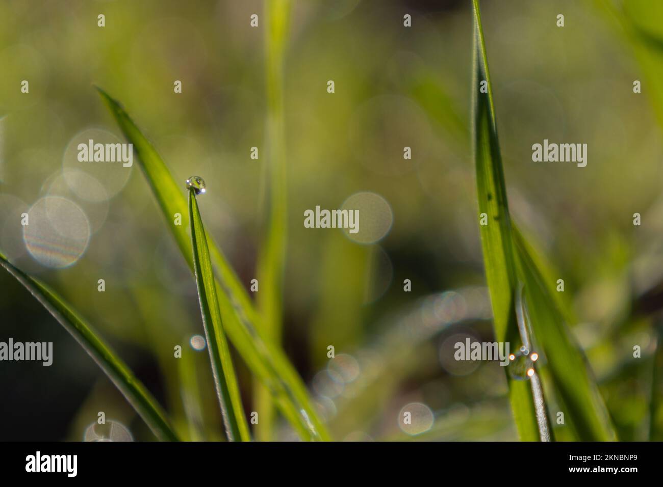 Drop of dew on the green grass in the morning Stock Photo - Alamy