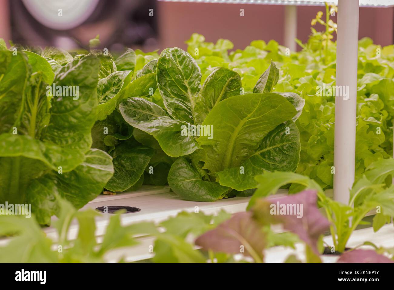 Hydroponic growing room producing a range of vegetables, in an area the ...