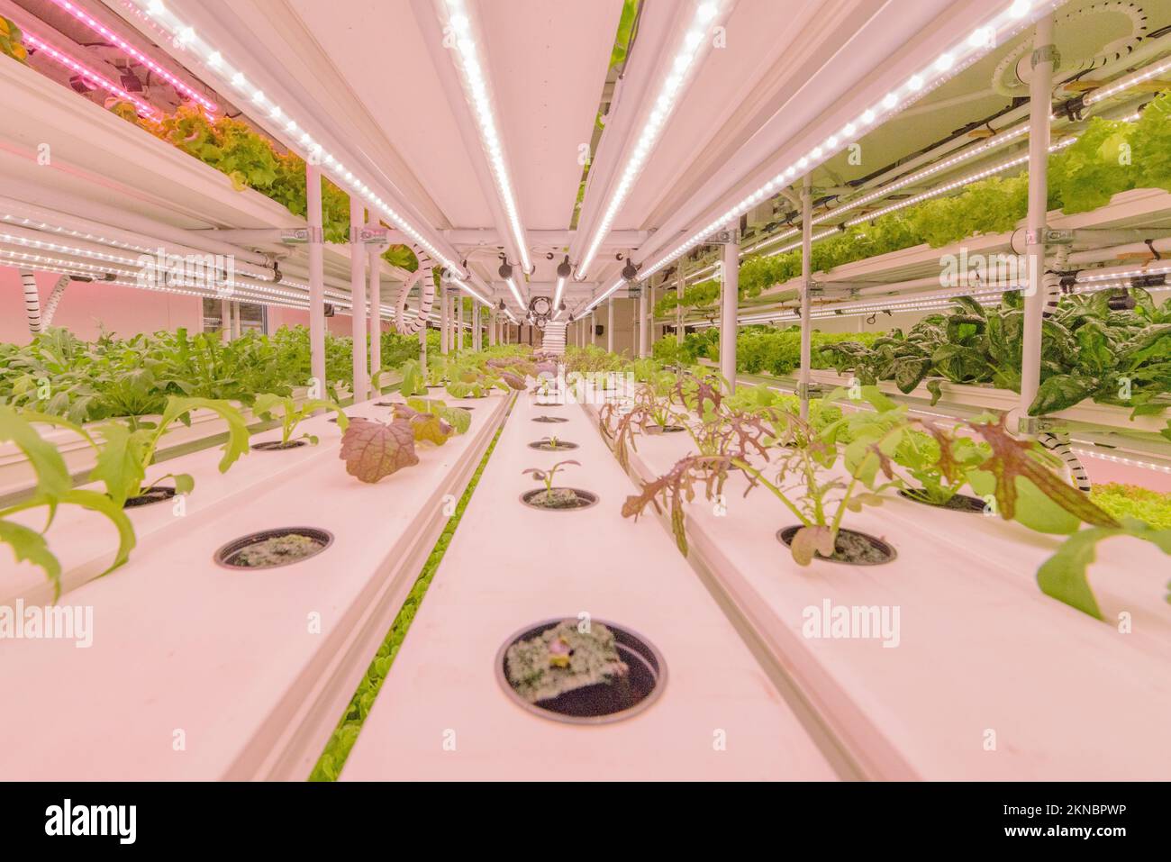 Hydroponic growing room producing a range of vegetables, in an area the ...