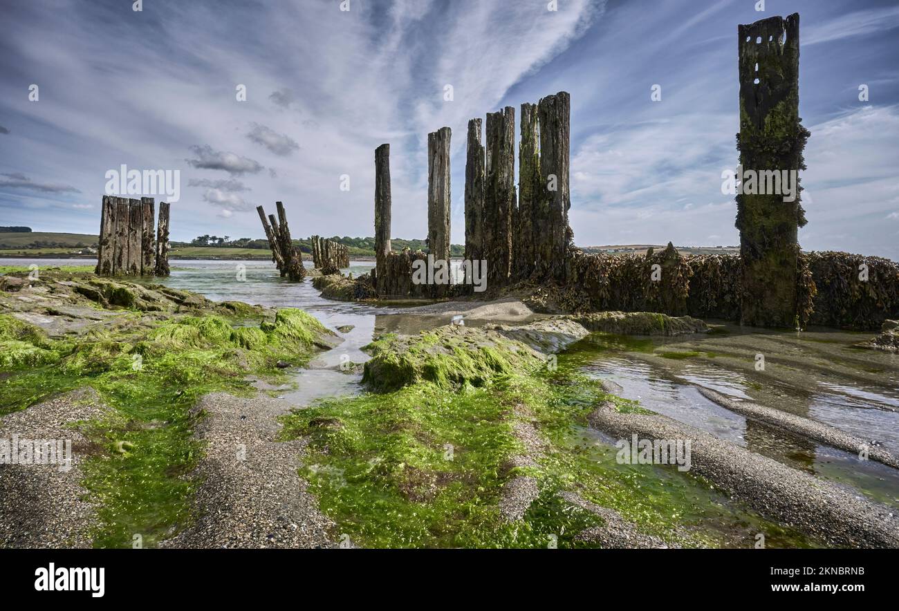 rotten wooden posts crowded with sea wheat at the atlantic ocean coast ...