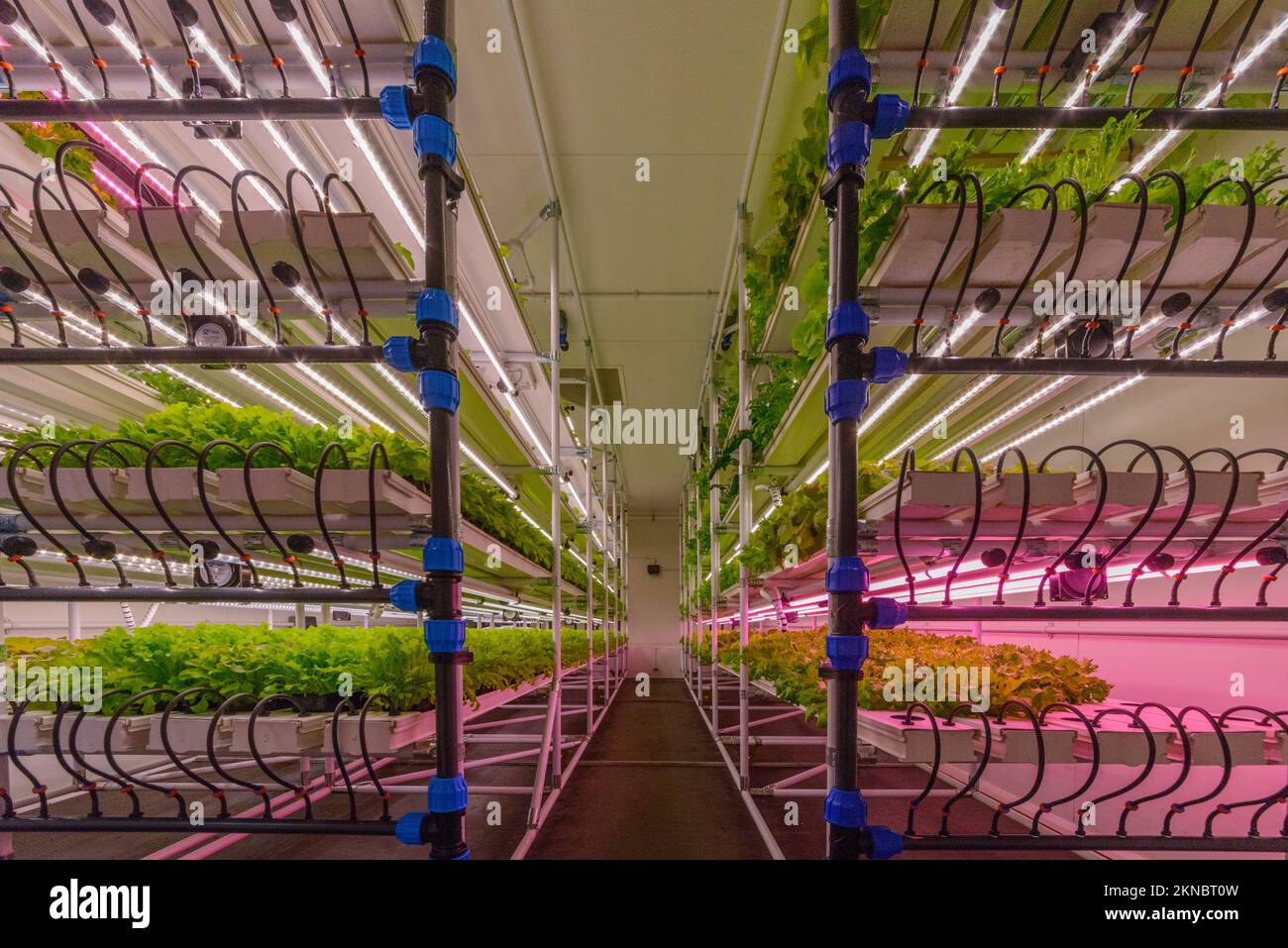 Hydroponic growing room producing a range of vegetables, in an area the ...