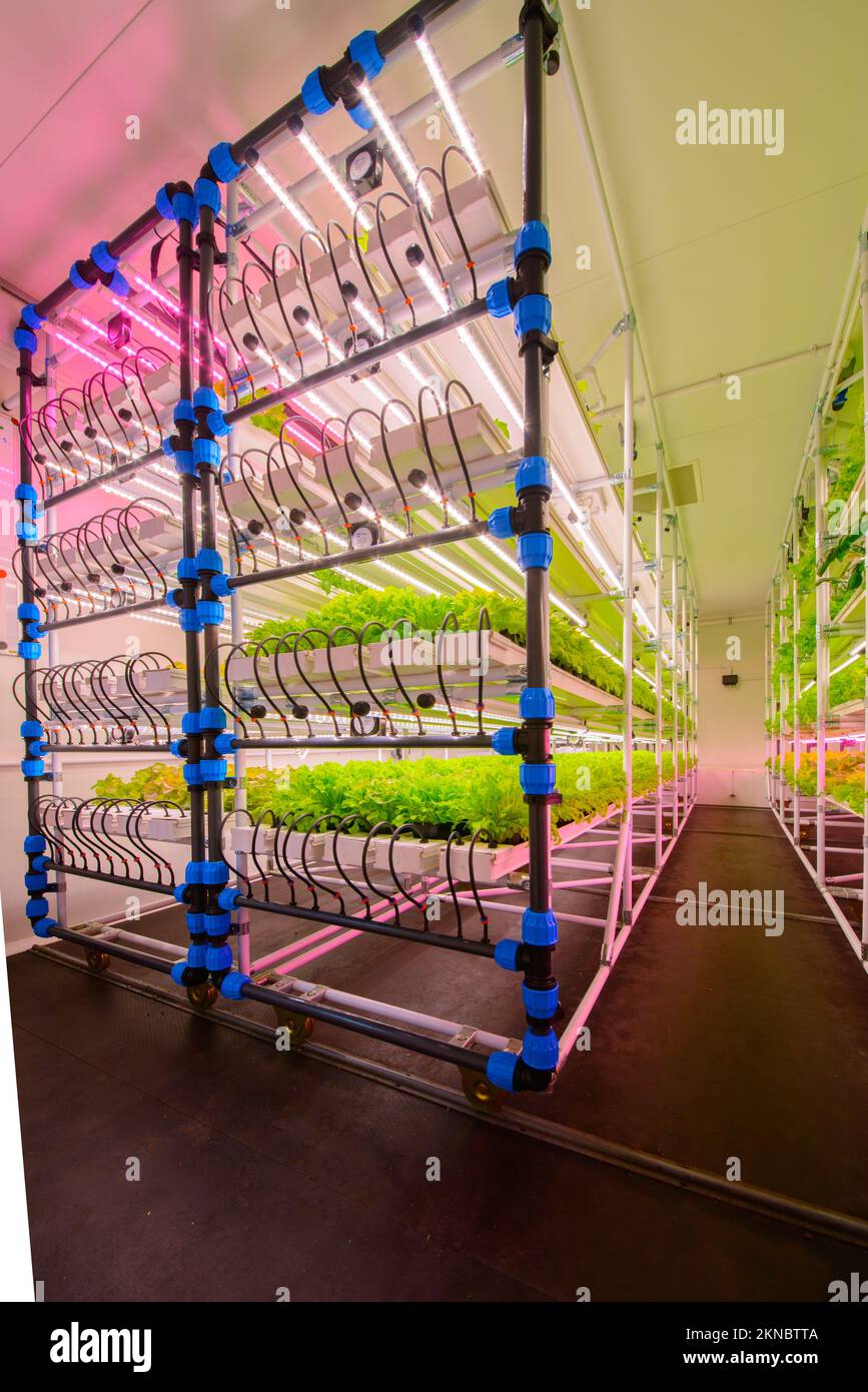 Hydroponic growing room producing a range of vegetables, in an area the ...