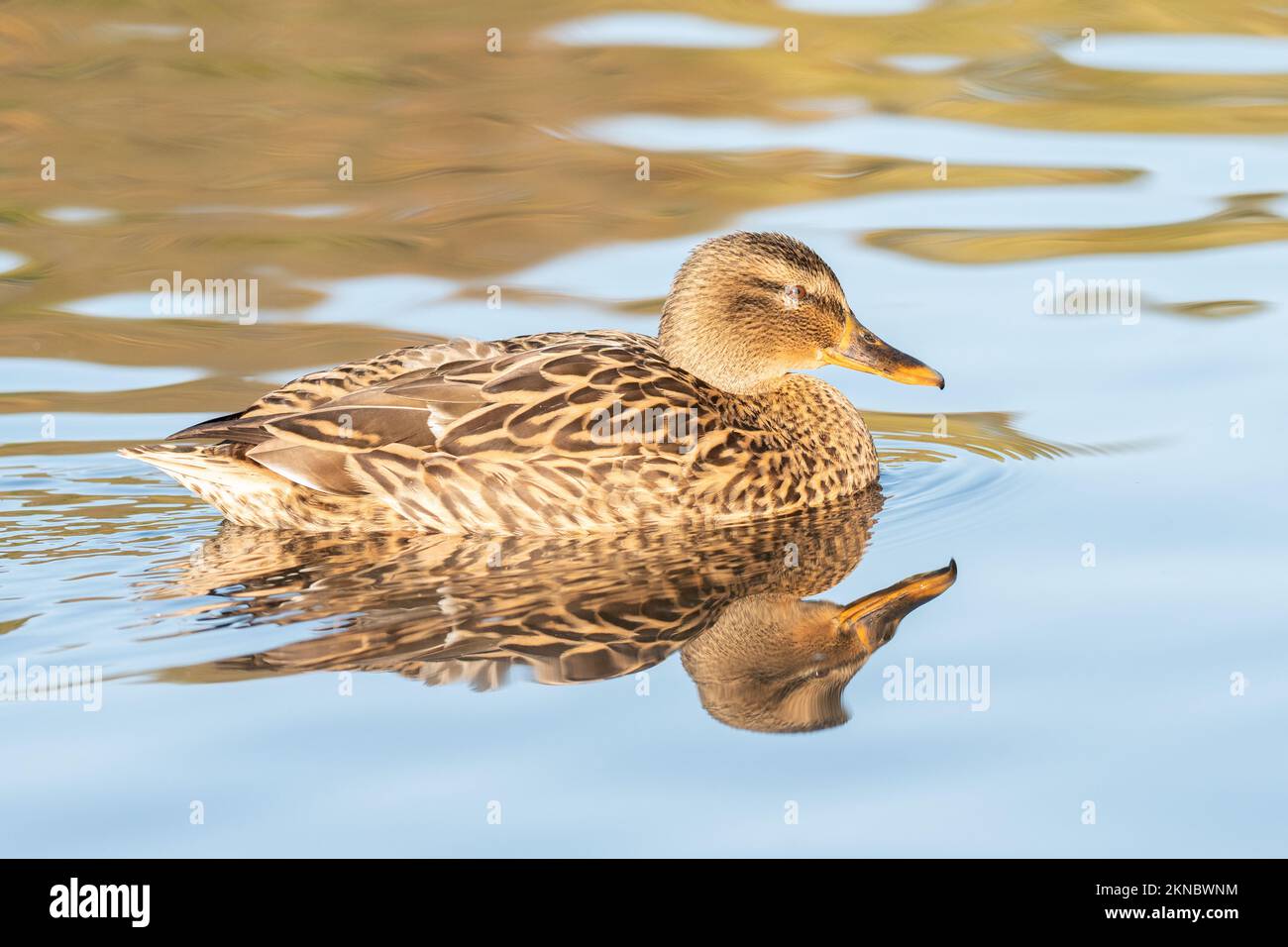 Female mallard southampton common hi-res stock photography and images ...