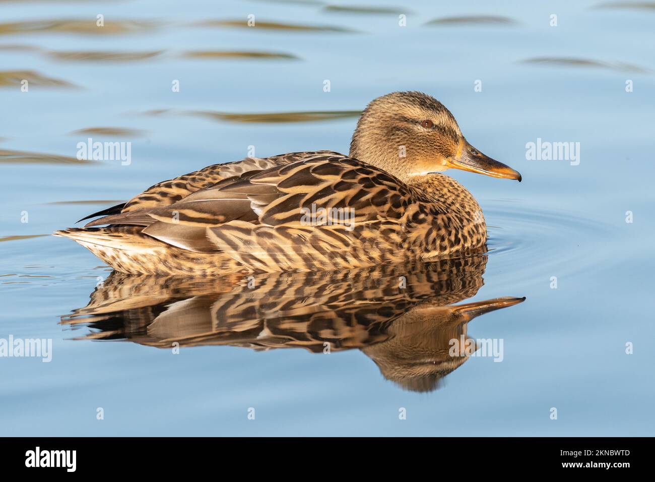 Female mallard duck on the Cemetery Lake, Southampton Common, Hampshire ...