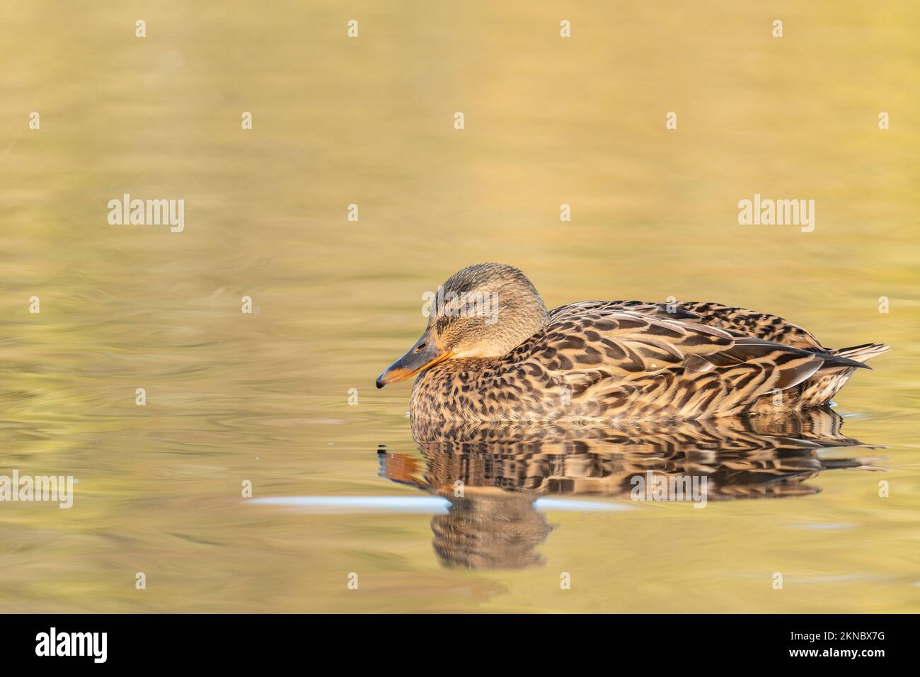 Female mallard duck on the Cemetery Lake, Southampton Common, Hampshire ...