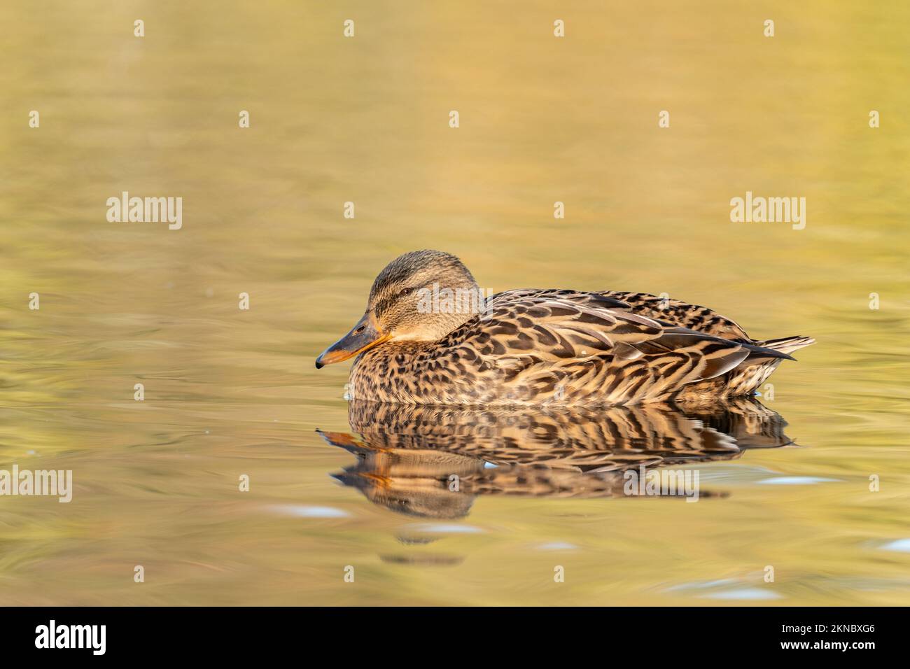 Female mallard southampton common hi-res stock photography and images ...