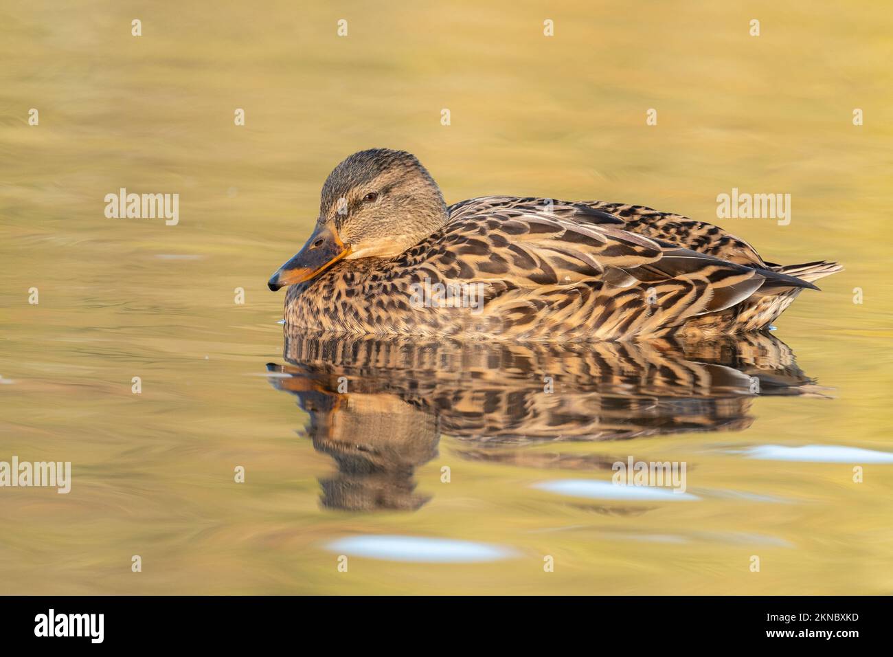 Female mallard southampton common hi-res stock photography and images ...