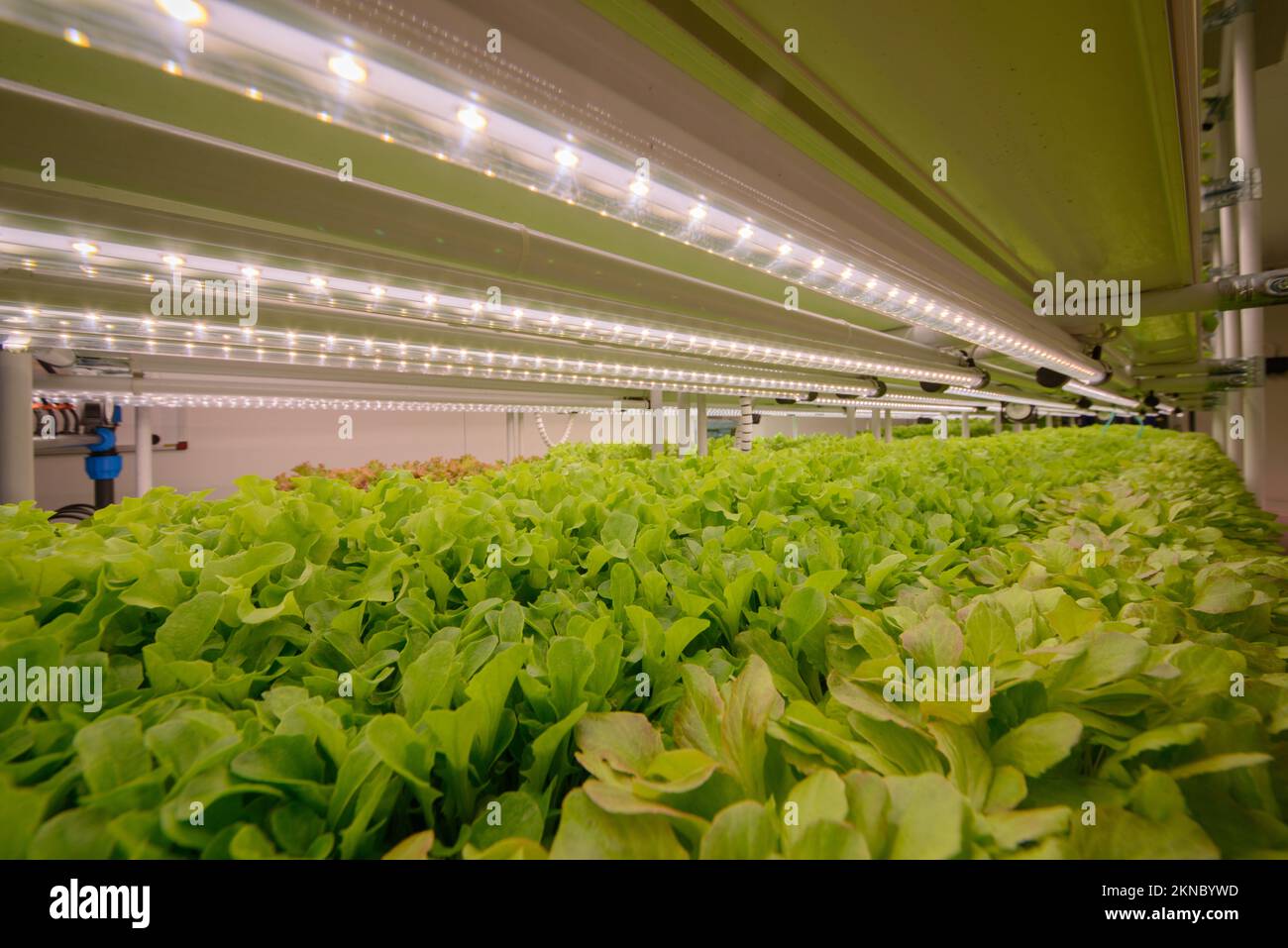 Hydroponic growing room producing a range of vegetables, in an area the ...