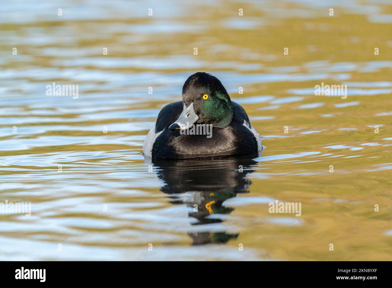 Tufted duck male black and white hi-res stock photography and images ...