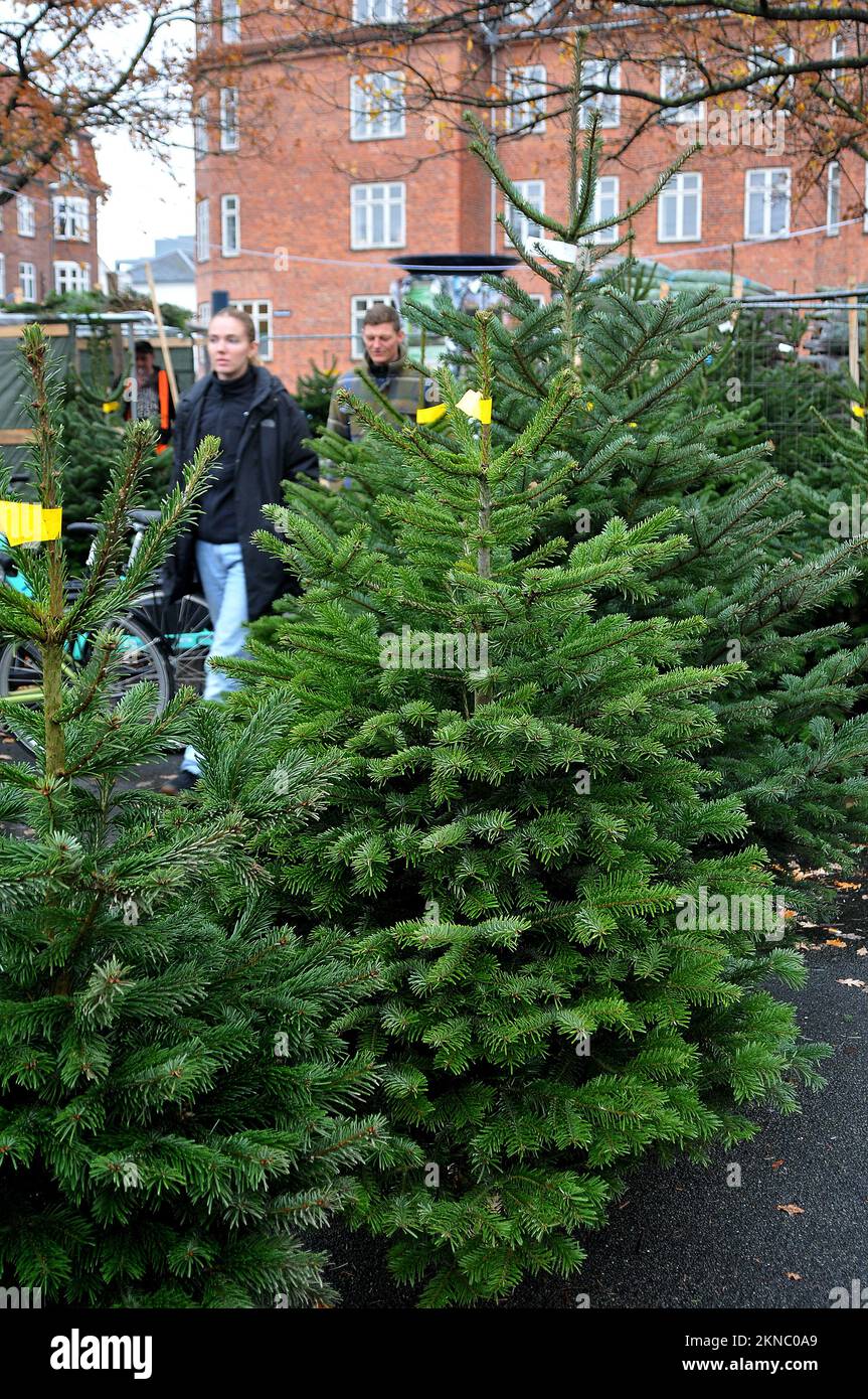 Copenhagen/Denmark/27 November 2022/People christmas shoppeers coupple ...