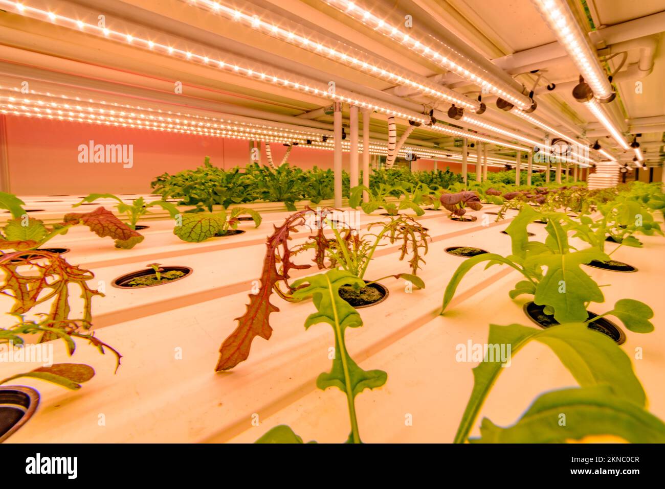 Hydroponic growing room producing a range of vegetables, in an area the ...