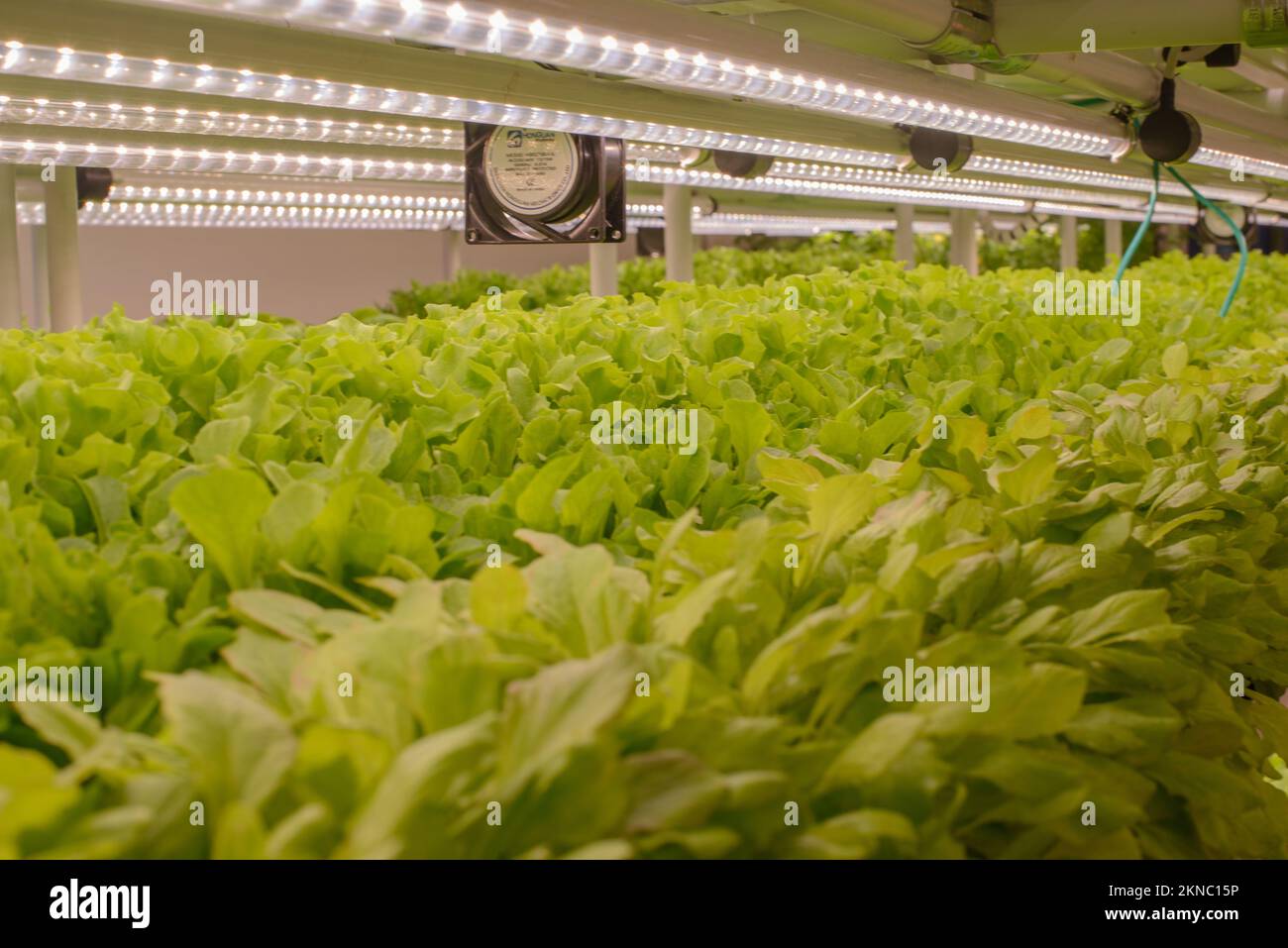 Hydroponic growing room producing a range of vegetables, in an area the ...