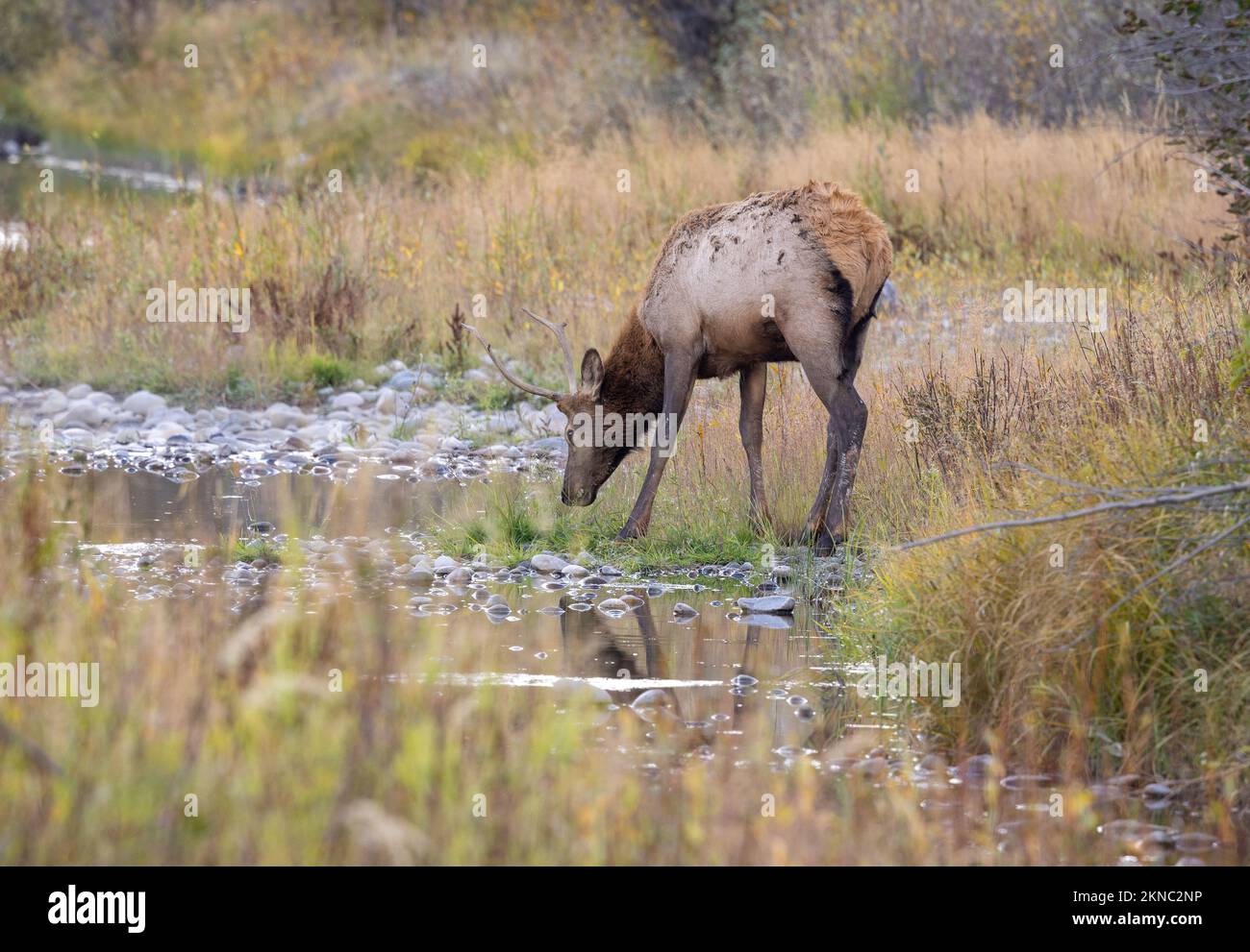 Bull Elk in Autumn in Wyoming Stock Photo - Alamy