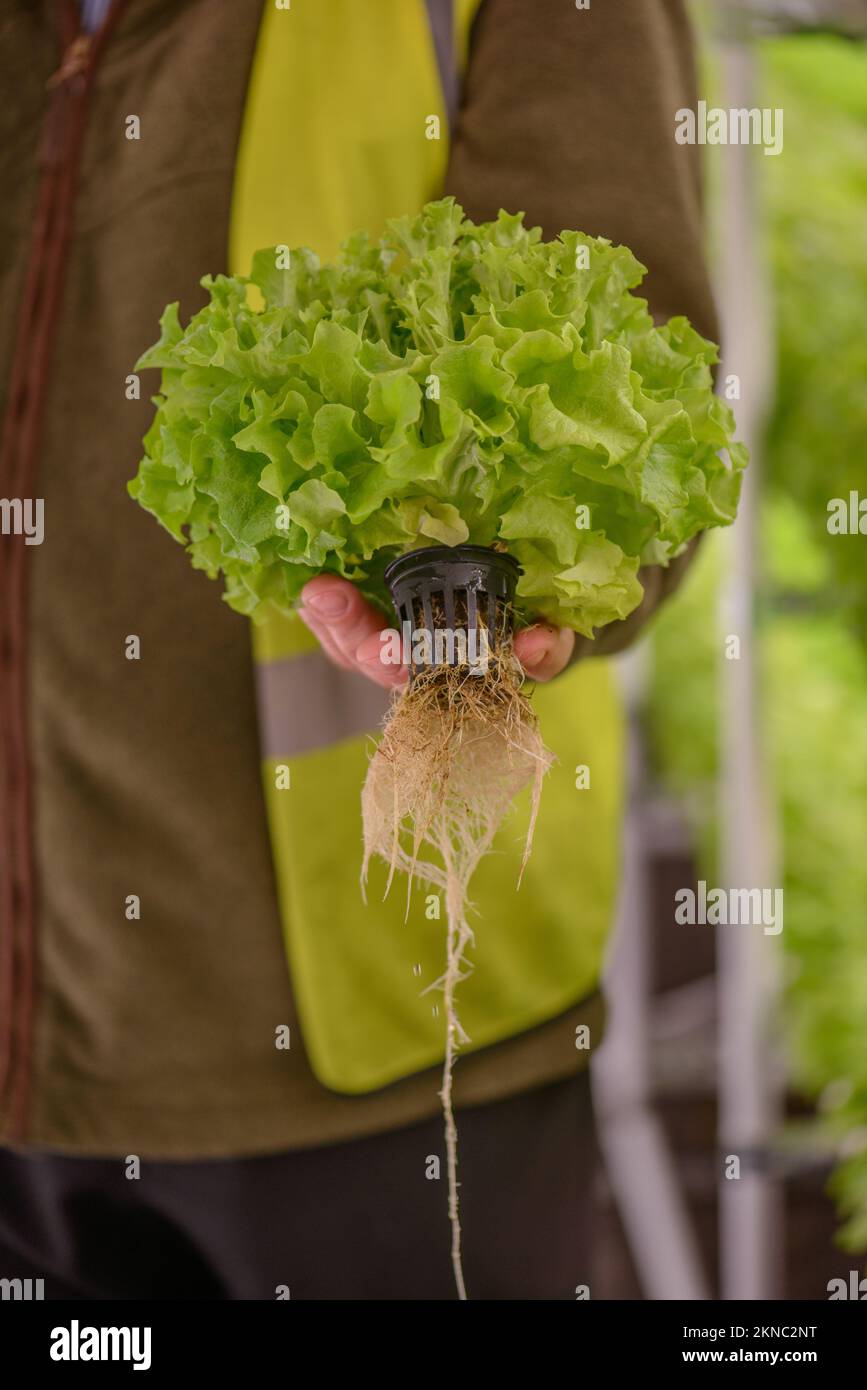 Soil less growing hi-res stock photography and images - Alamy