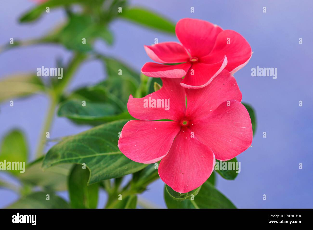 A close-up shot of pink Madagascar Periwinkle flowers on a soft blurry ...