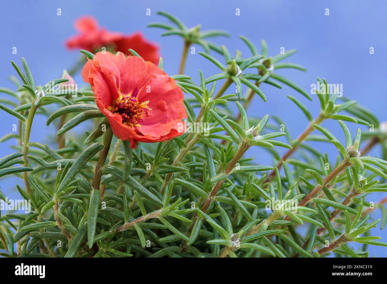A close-up shot of a red Moss-rose purslane flower on a soft blurry ...