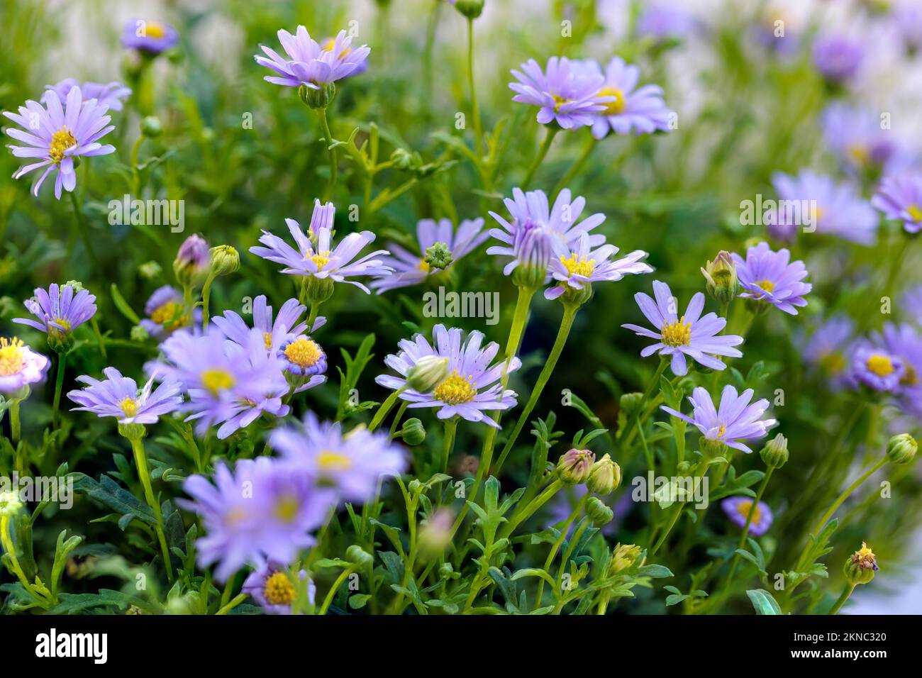 A close-up shot of purple Brachyscome iberidifolia flowers on a soft ...
