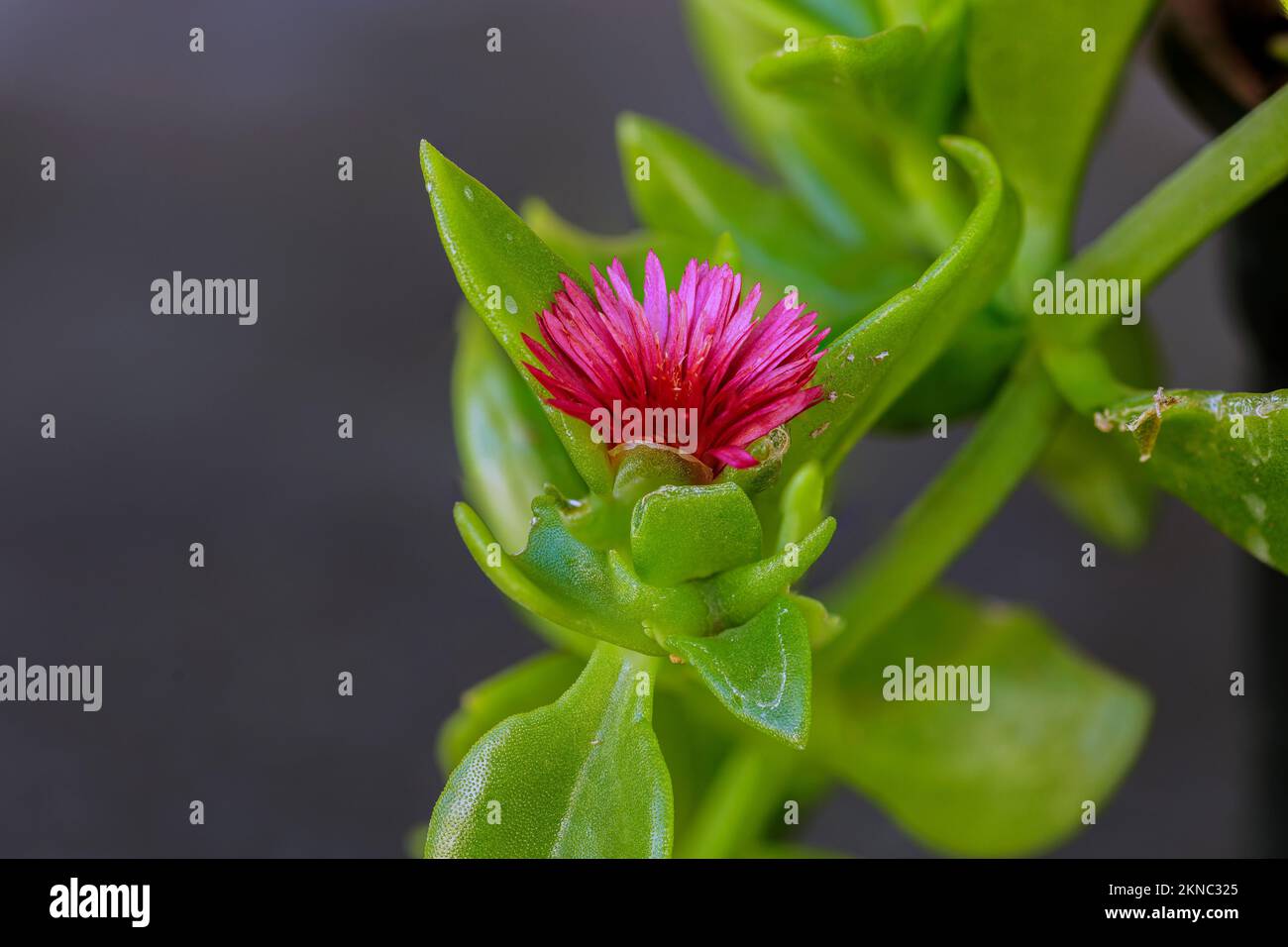 Baby sun rose flower hi-res stock photography and images - Alamy