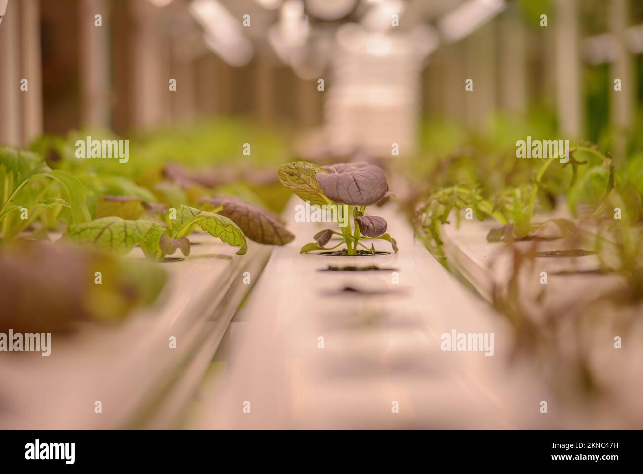 Hydroponic growing room producing a range of vegetables, in an area the ...