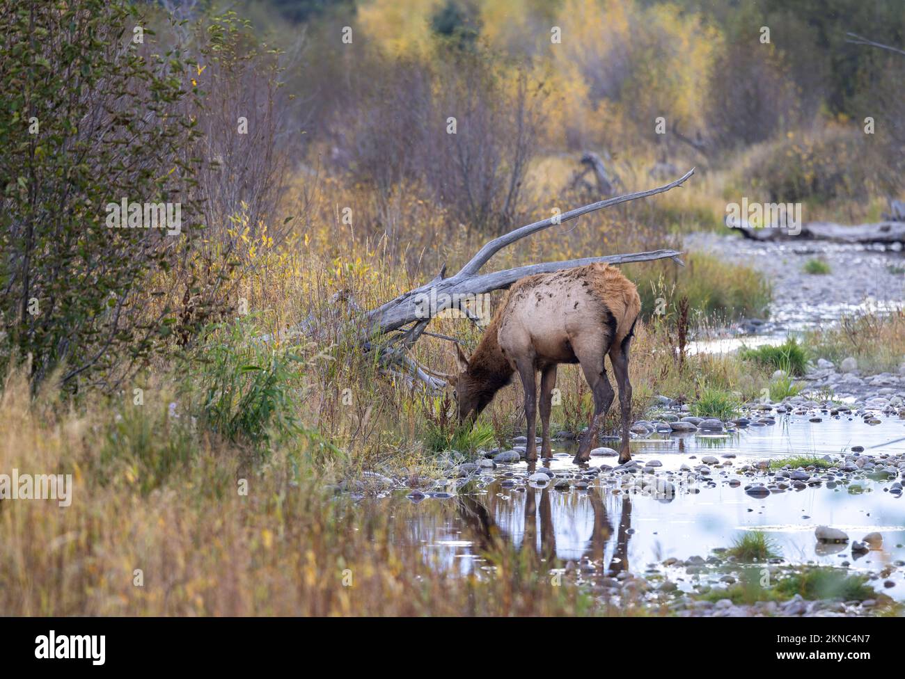 Bull Elk in Autumn in Wyoming Stock Photo - Alamy
