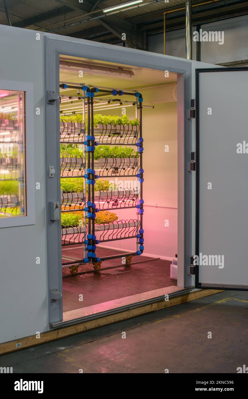 Hydroponic growing room producing a range of vegetables, in an area the ...