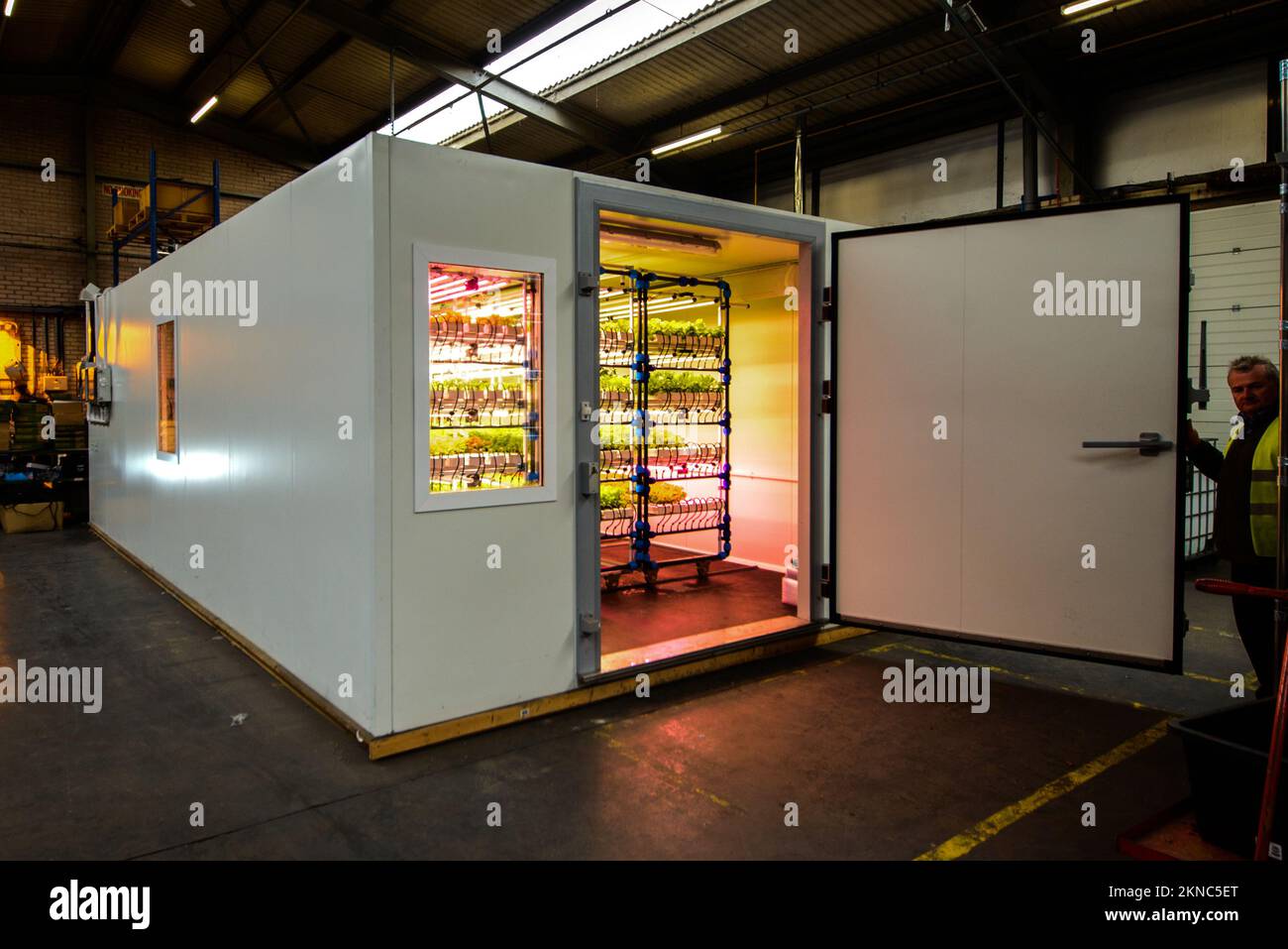 Hydroponic growing room producing a range of vegetables, in an area the ...